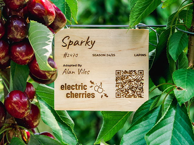 Electric Cherries | Adopt a Cherry Tree in New Zealand