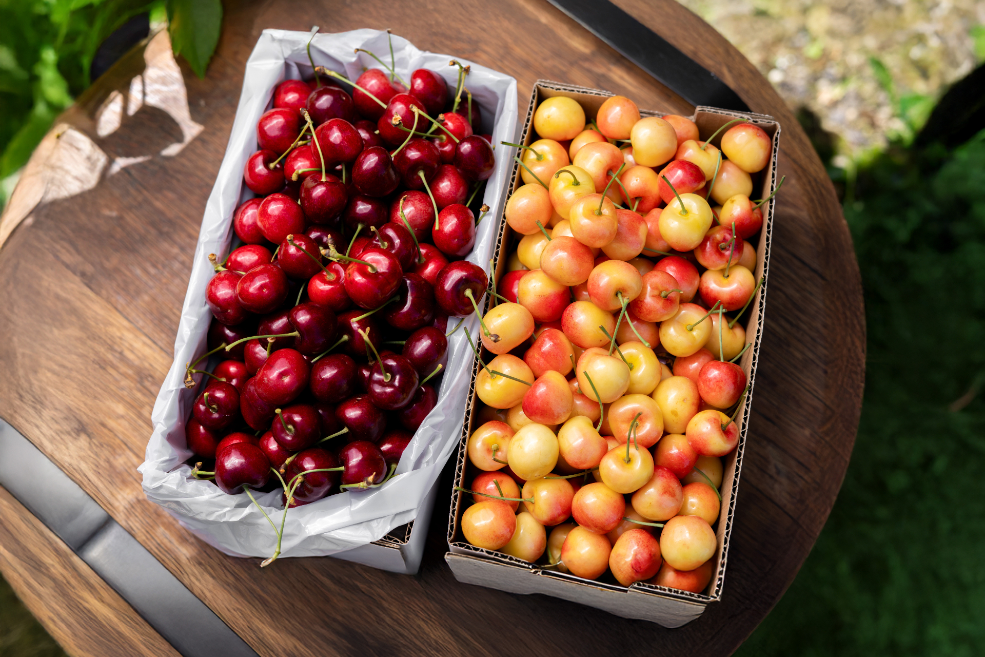 Electric Cherries | Adopt a Cherry Tree in New Zealand